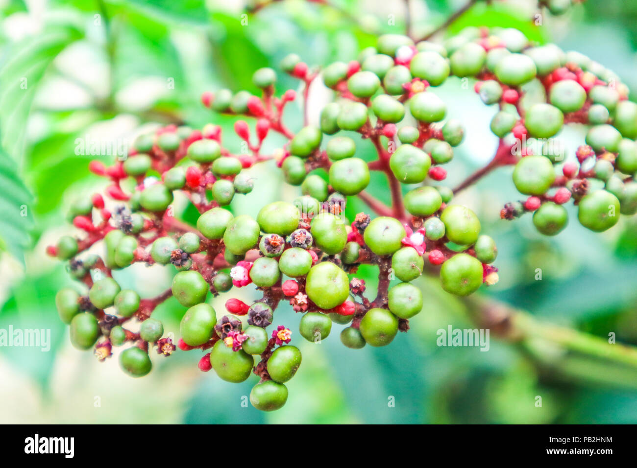 Leea Rubra or Leea indica Burm.f. Merr. has small red green seed and ...