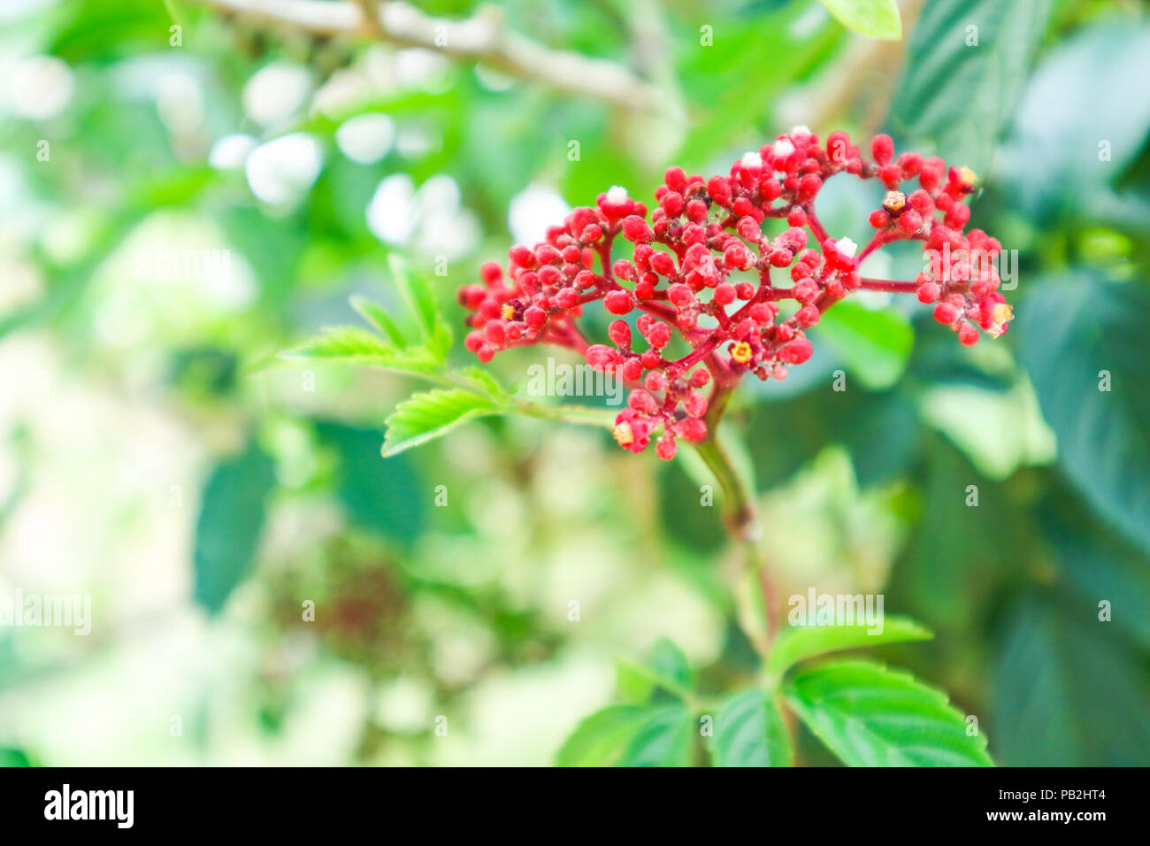 Leea hi-res stock photography and images - Alamy