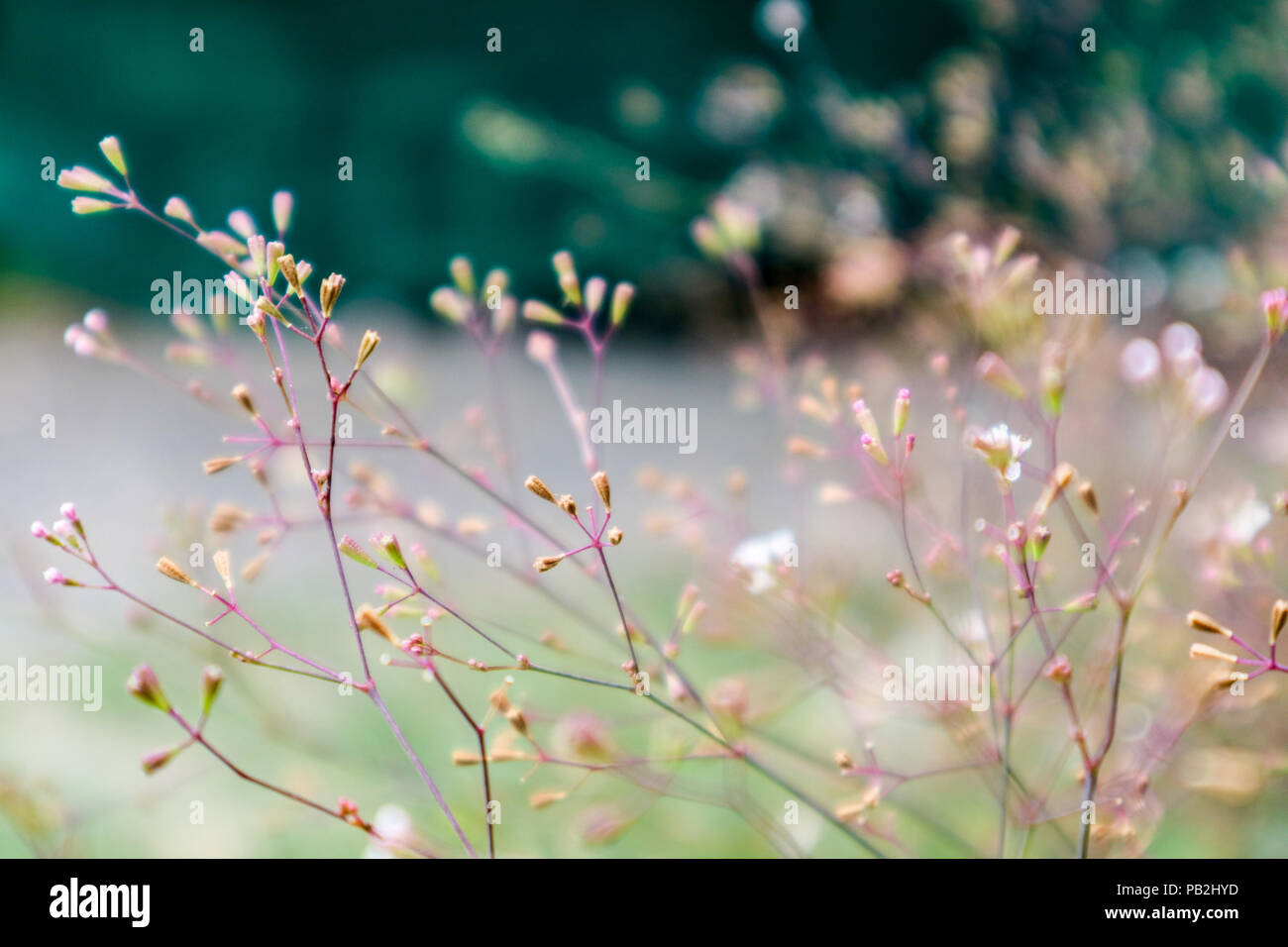 little flower of weed on grass booming after rain fall in the garden ...