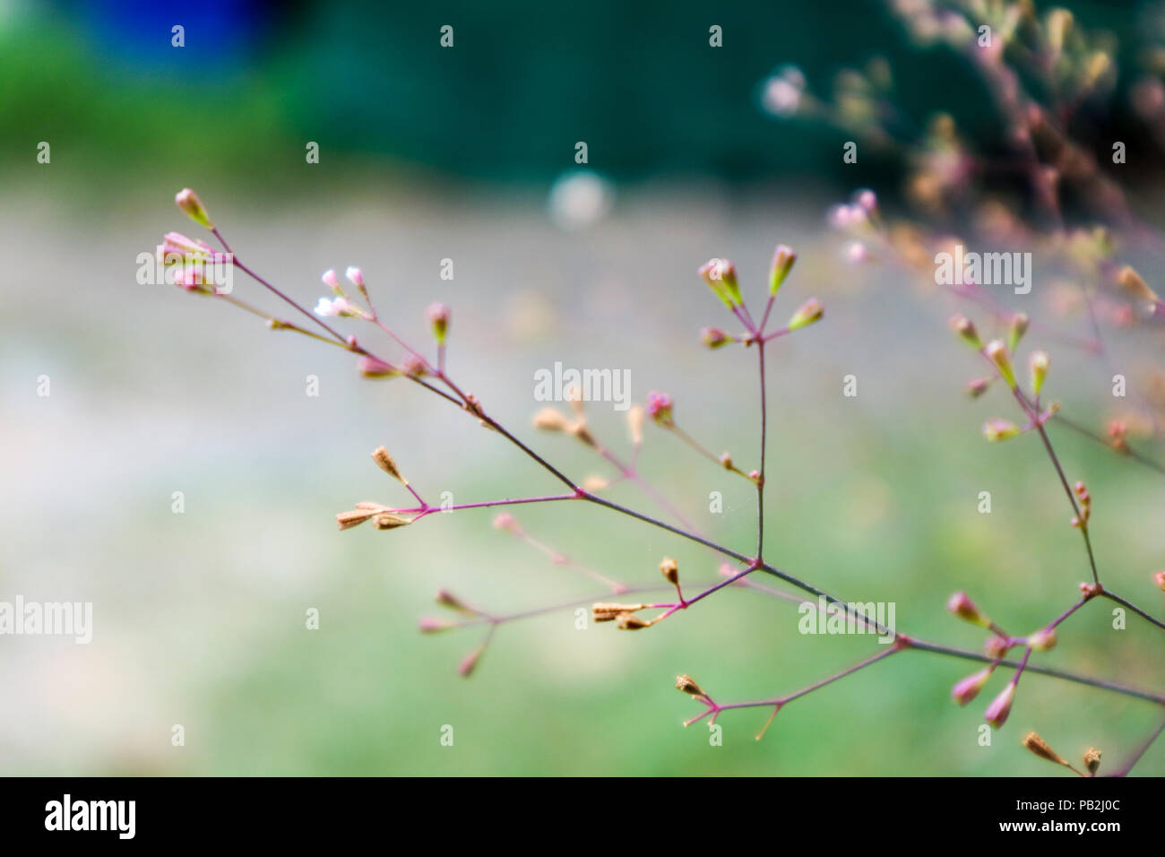 little flower of weed on grass booming after rain fall in the garden ...