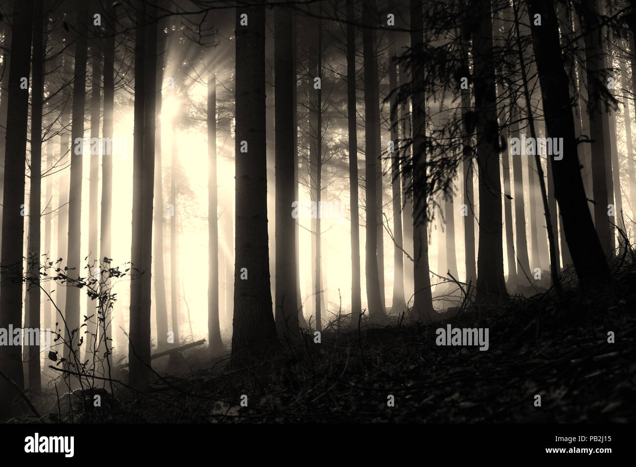 Misty and moody and dark hi-res stock photography and images - Alamy