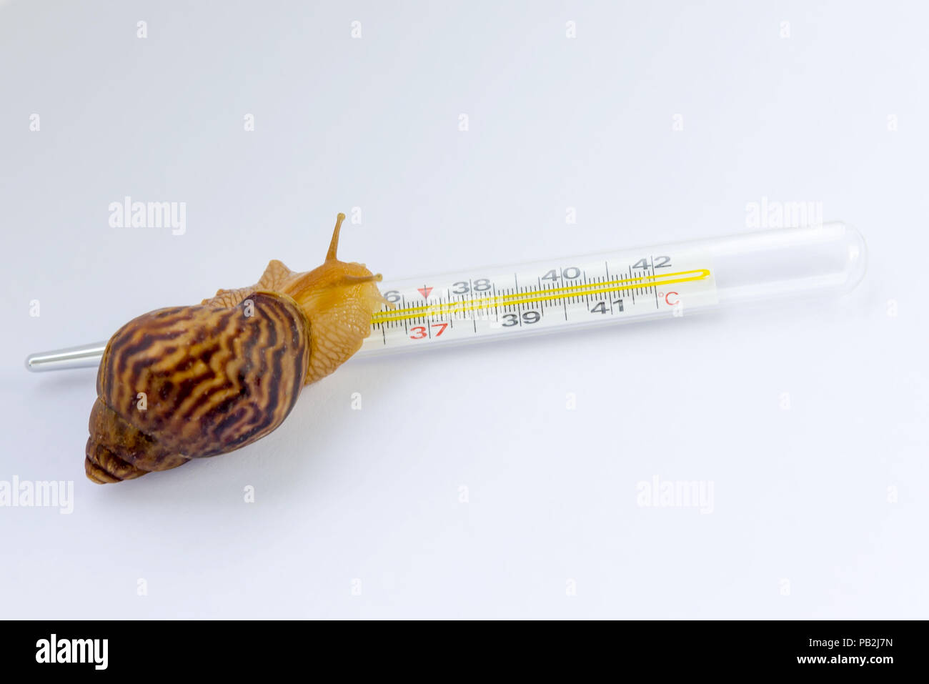 the concept of slowly rising temperature snail crawls on a thermometer ...