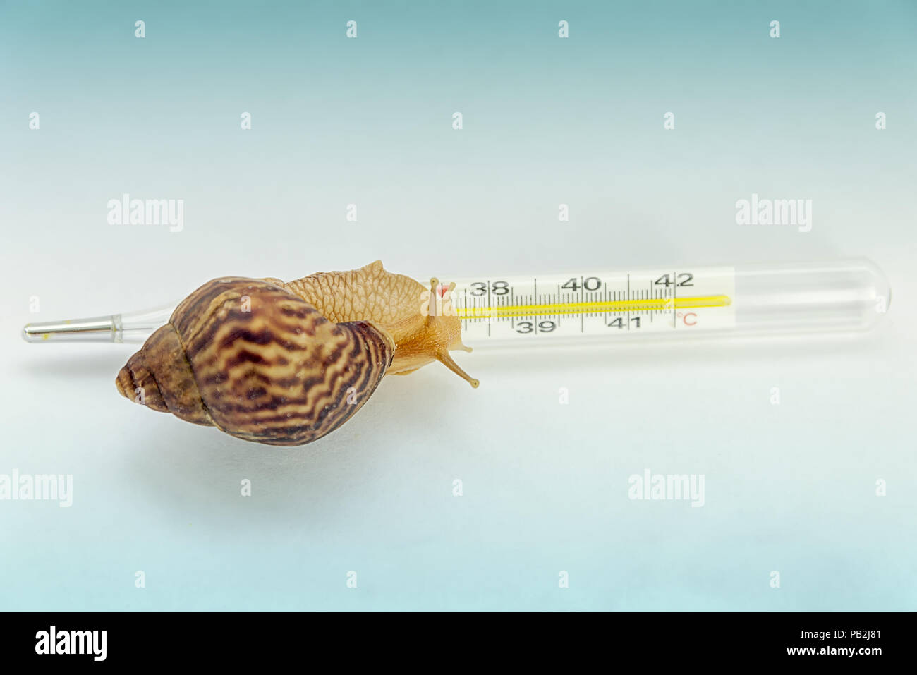 the concept of slowly rising temperature snail crawls on a thermometer ...