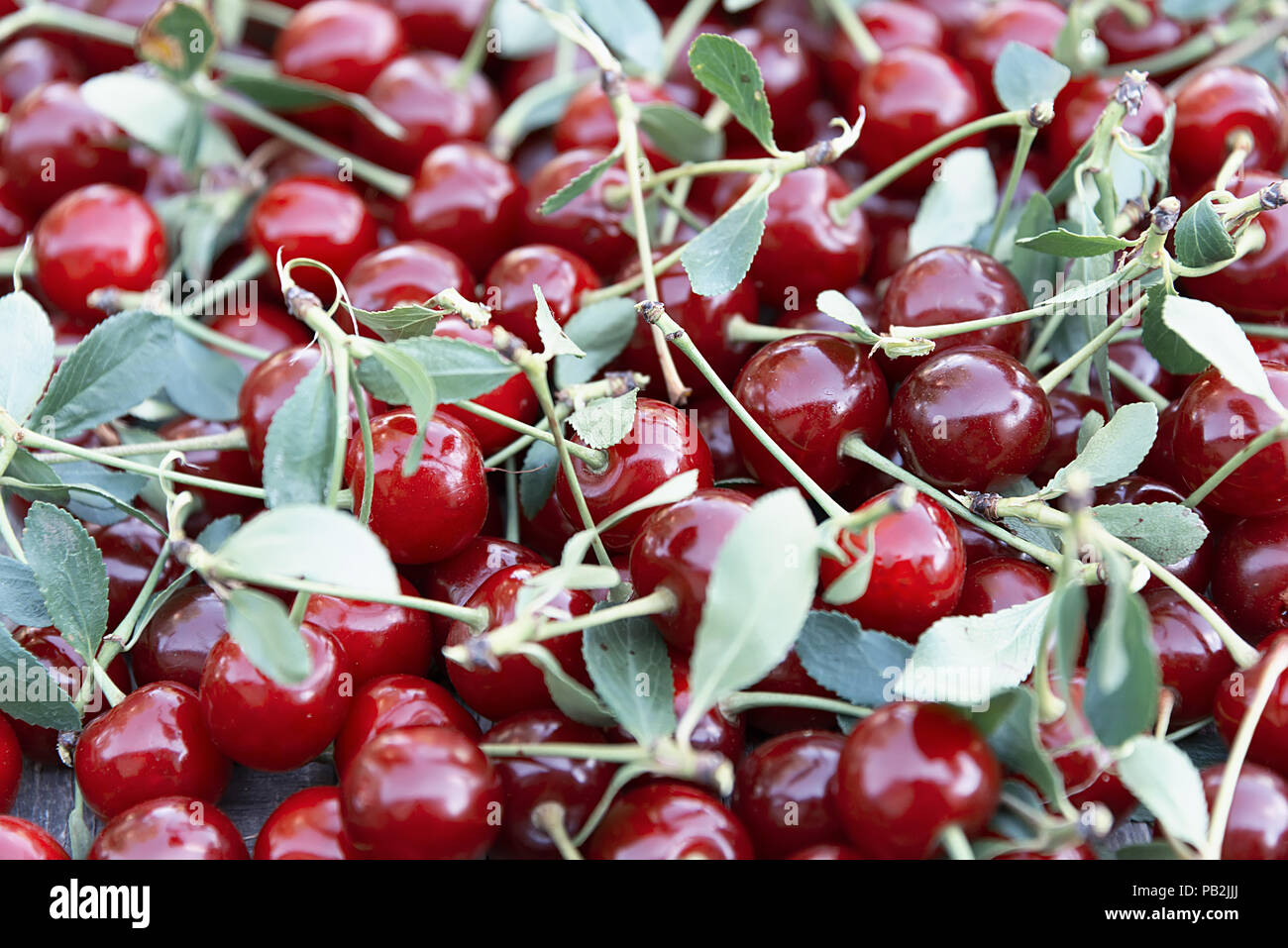 bright red ripe cherry texture Stock Photo - Alamy