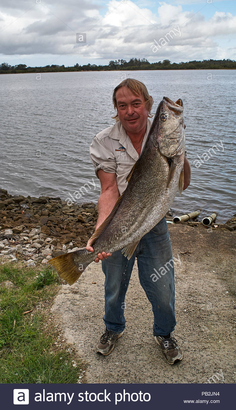 Jewfish Stock Photos & Jewfish Stock Images - Alamy