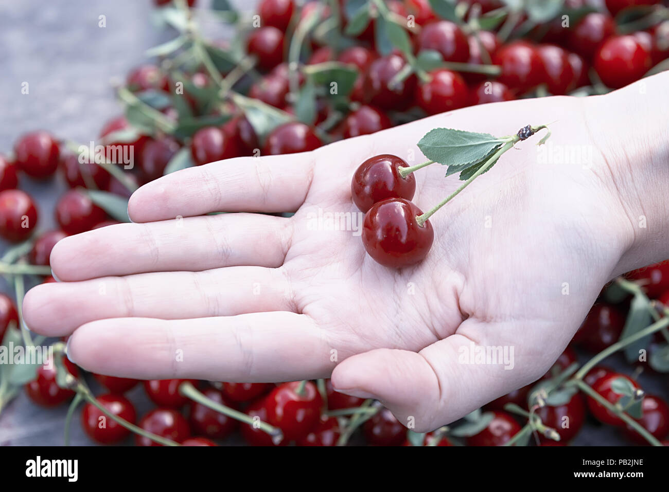 Handful sour cherries fruit hi-res stock photography and images - Alamy