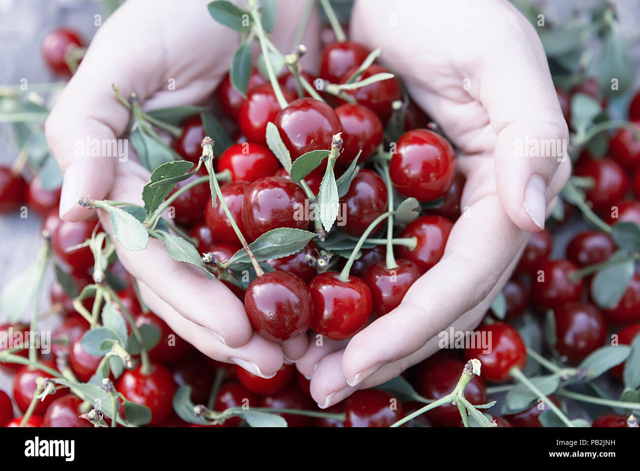 Handful sour cherries fruit hi-res stock photography and images - Alamy