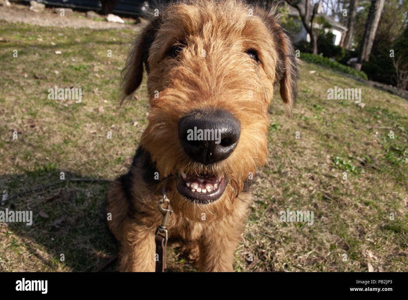 Airedale terrier hi-res stock photography and images - Alamy
