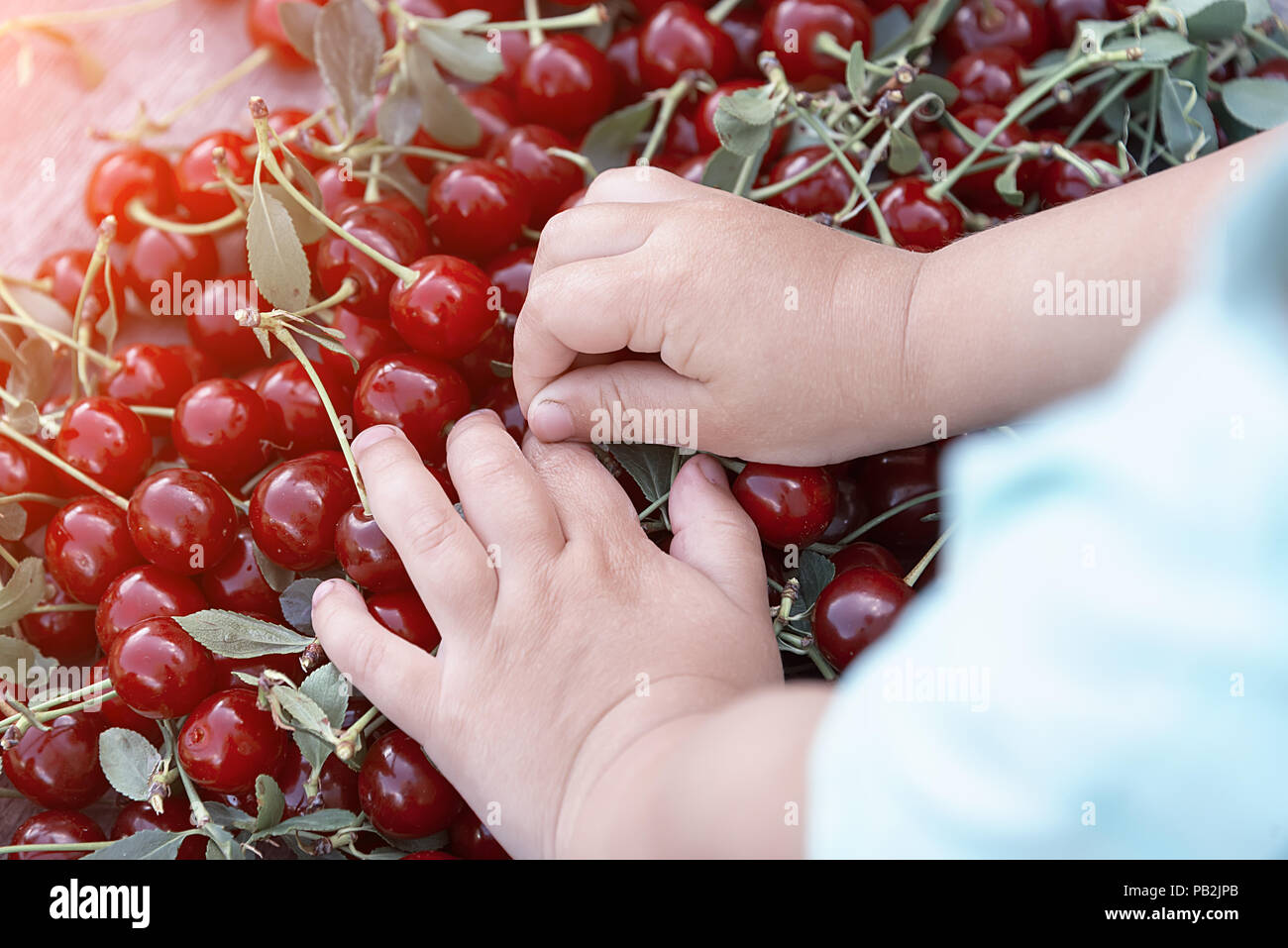 Handful sour cherries fruit hi-res stock photography and images - Alamy