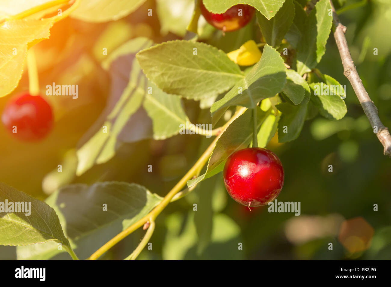 ripe cherry on a close-up branch Stock Photo - Alamy