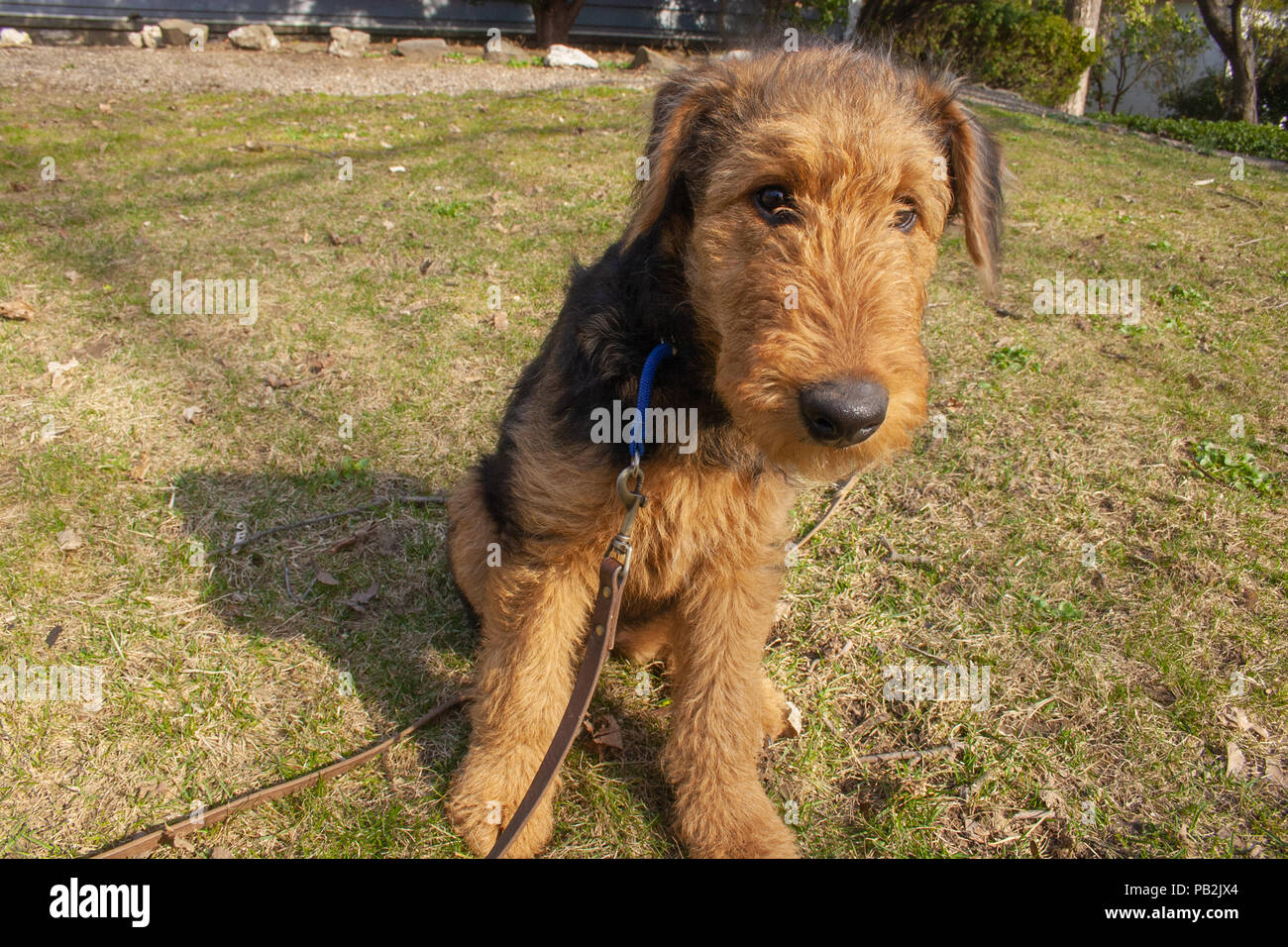 Baby Airedale Terrier High Resolution Stock Photography and Images - Alamy