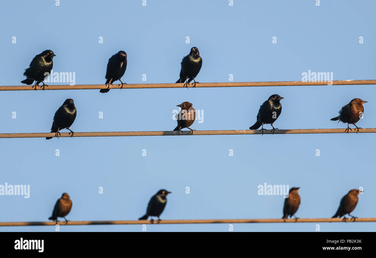 Several birds pose on the high tension cables in the community of ...