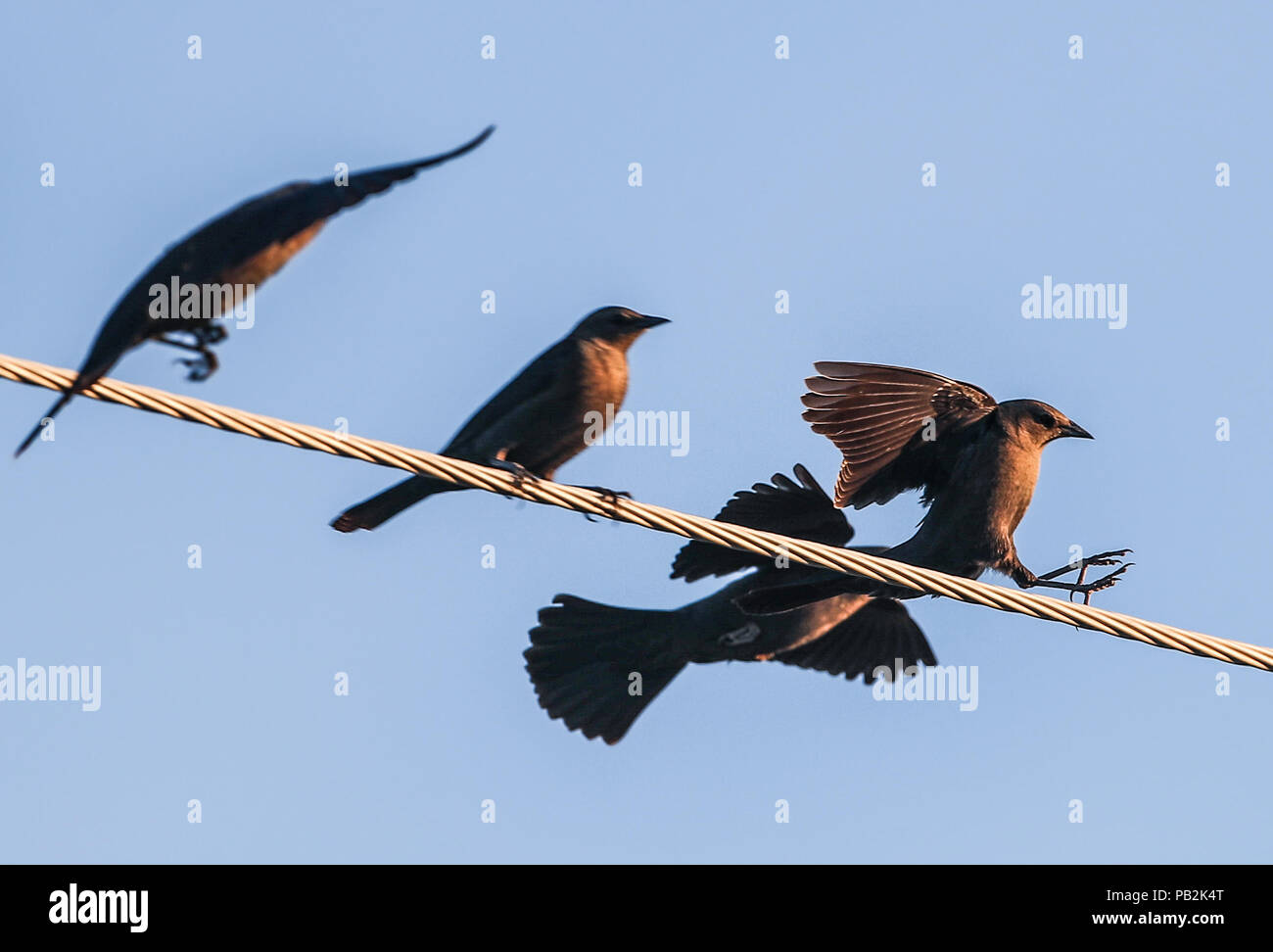 Several birds pose on the high tension cables in the community of ...