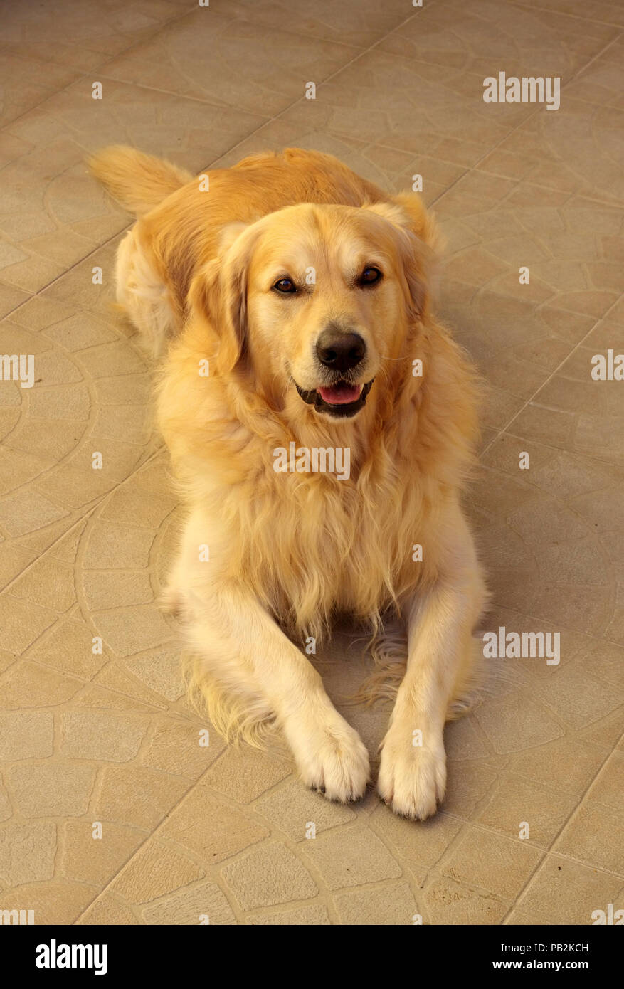 Golden retrieve hi-res stock photography and images - Alamy