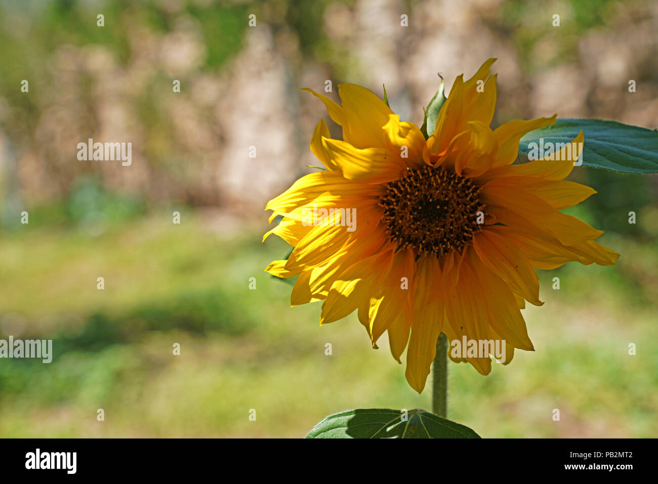 Sunflower garden full sunshine hi-res stock photography and images - Alamy