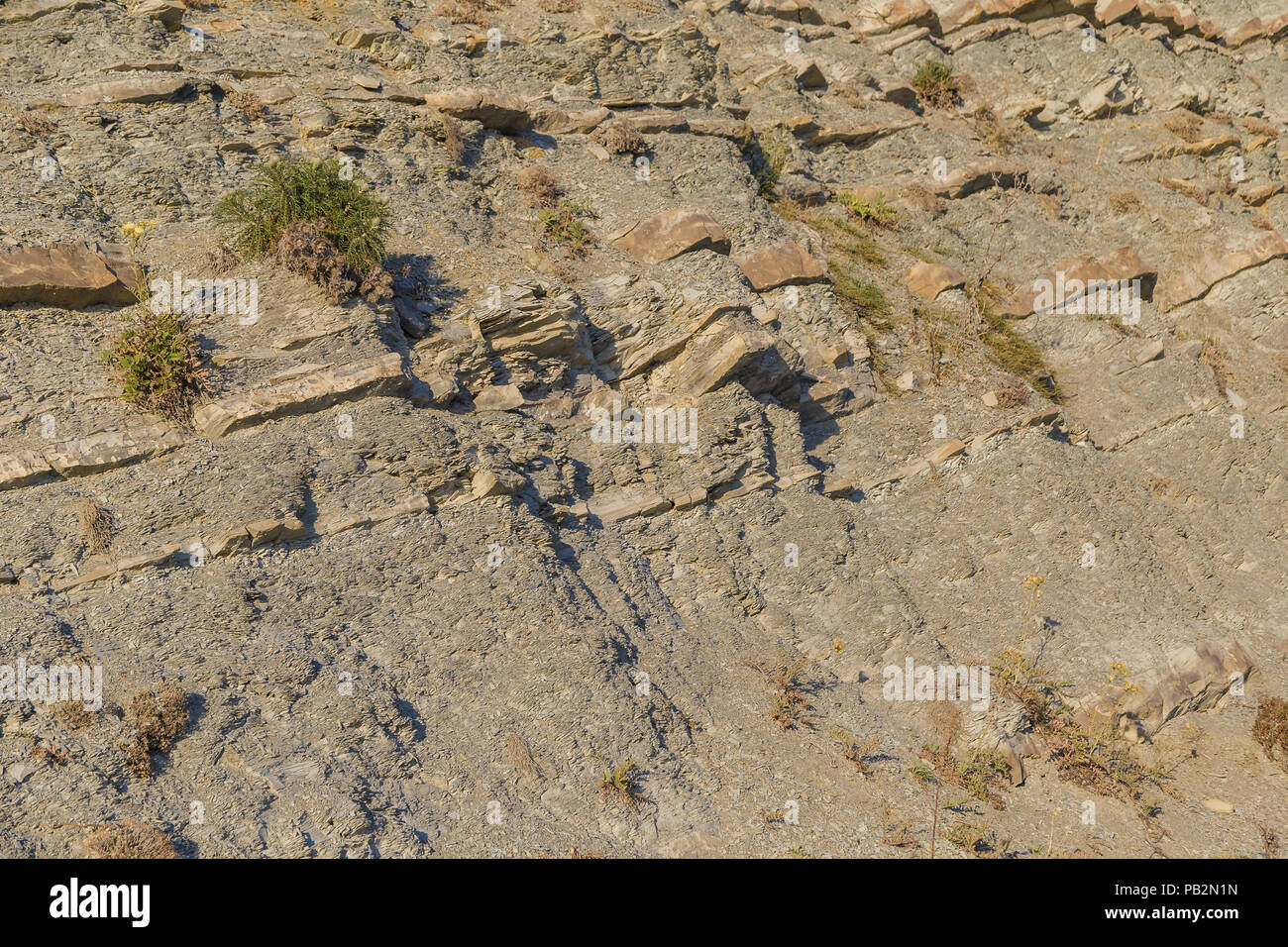 Plants growing on the rocks at sunset Stock Photo - Alamy