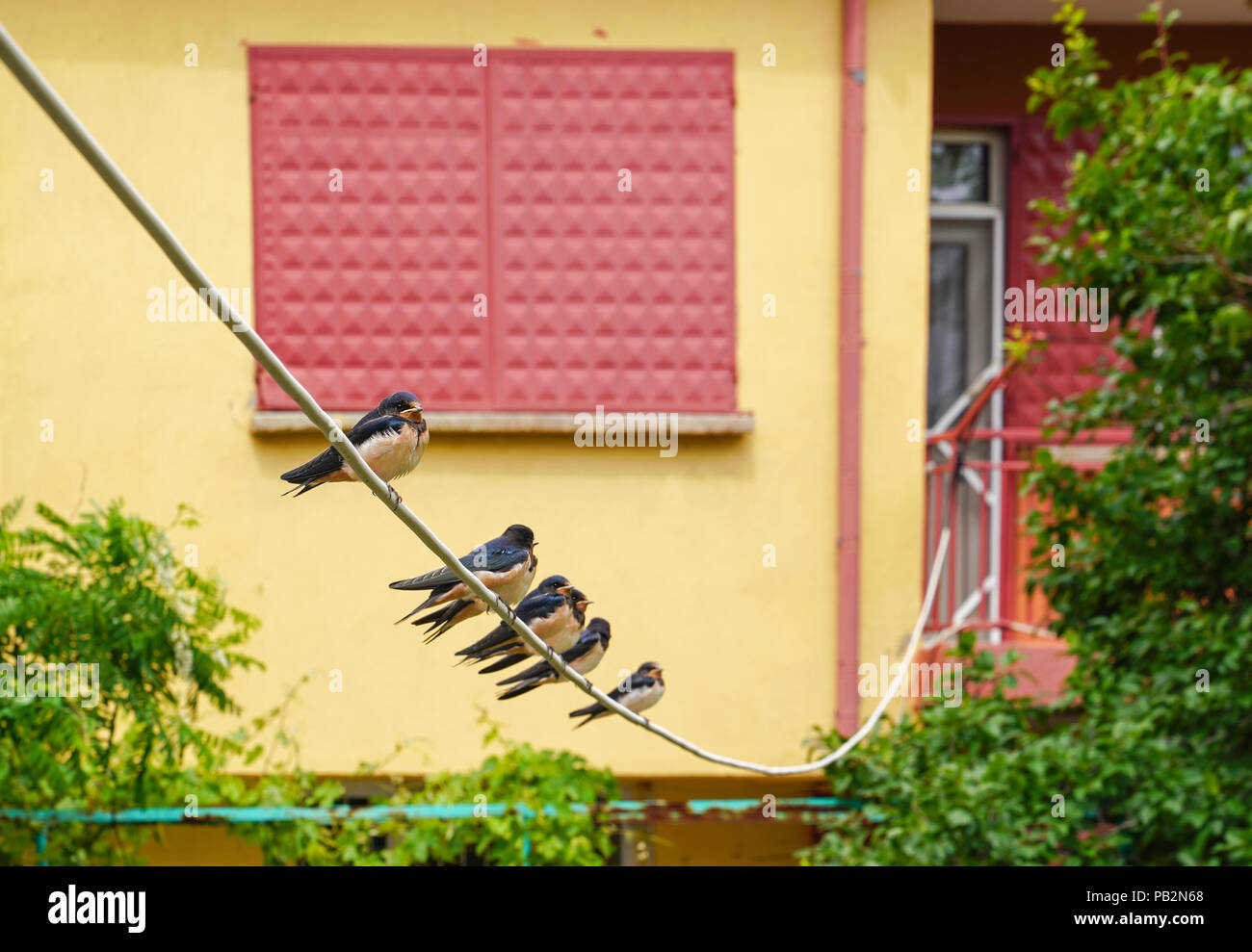 Baby swallows waiting their mom on the wire for food and yellow house ...