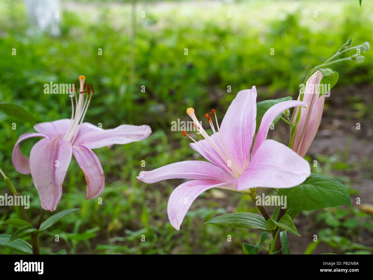 Pink lily flowers in a garden Stock Photo - Alamy