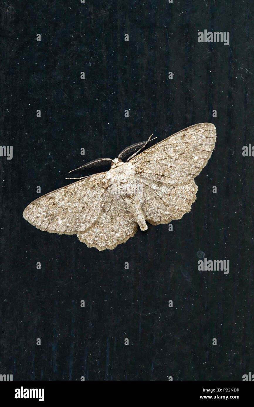 Ringspikkelspanner hi-res stock photography and images - Alamy