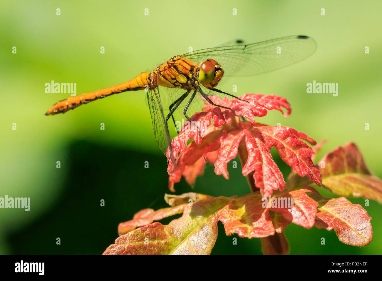 Front view of a common Darter Sympetrum striolatum with his wings ...