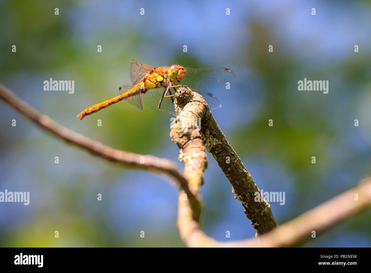 Side view of a common Darter Sympetrum striolatum with his wings spread ...