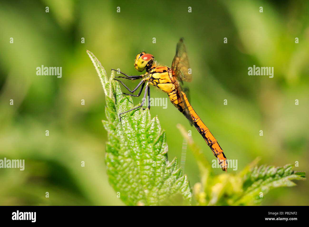 Side view of a common Darter Sympetrum striolatum with his wings spread ...