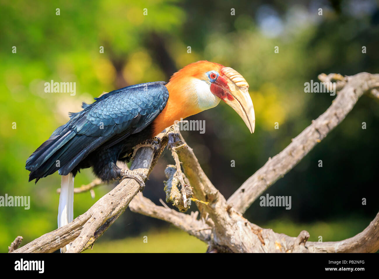 Blyth’s hornbill hi-res stock photography and images - Alamy