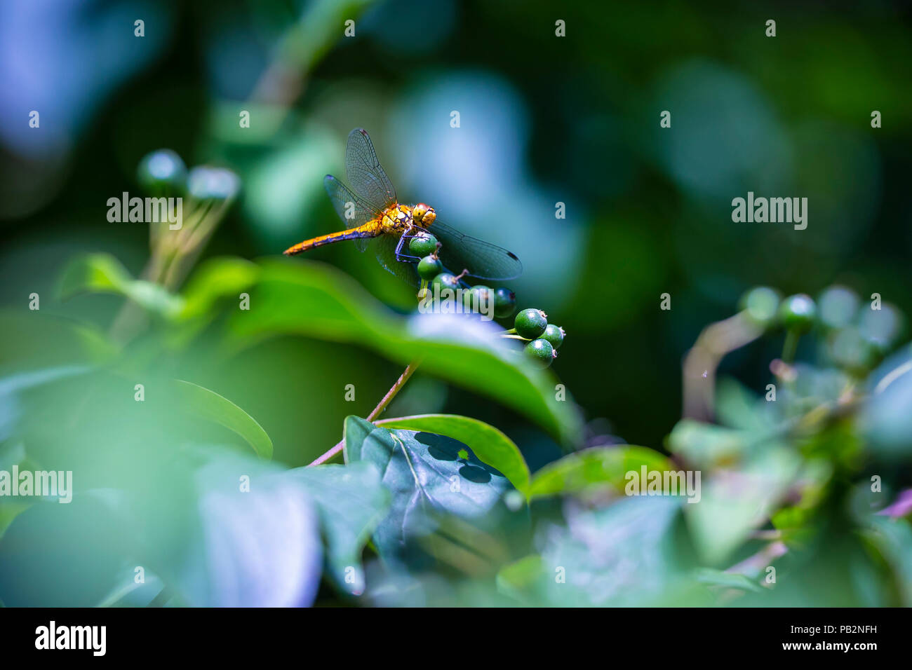 Close-up of a female ruddy darter (Sympetrum sanguineum) hanging on ...