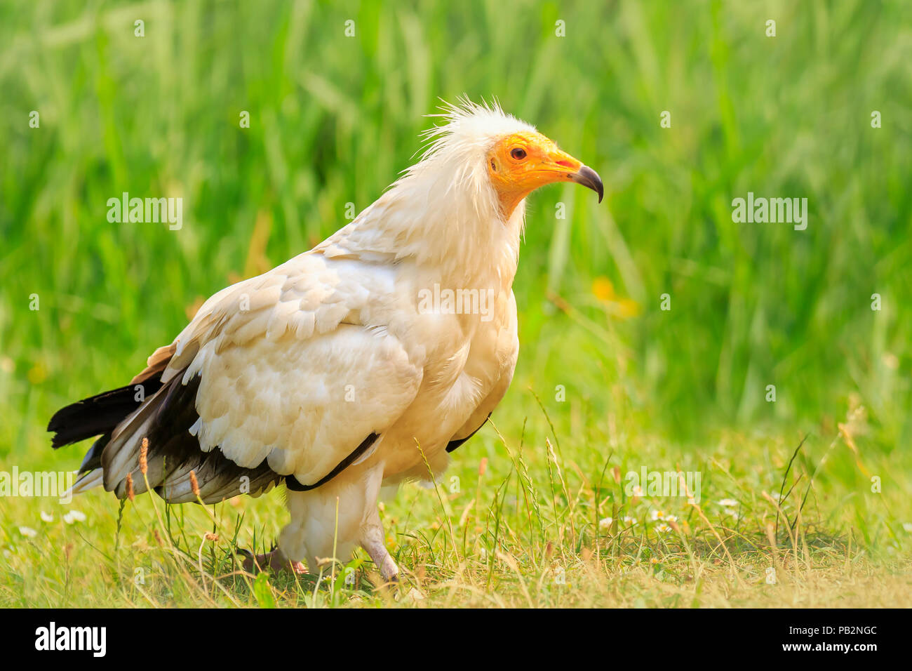 Pharaohs chicken hi-res stock photography and images - Alamy