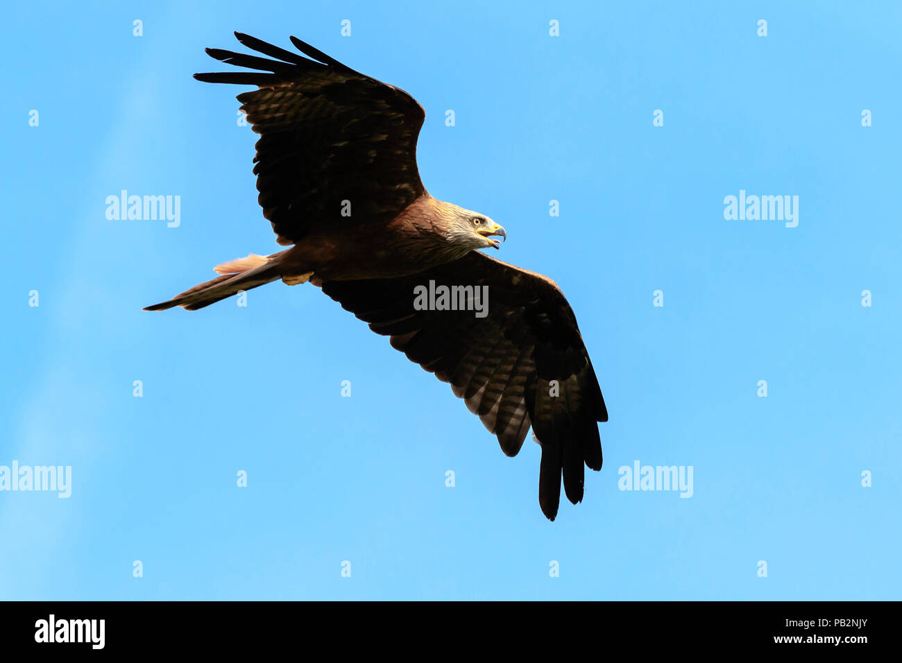 Predatory movement hi-res stock photography and images - Alamy