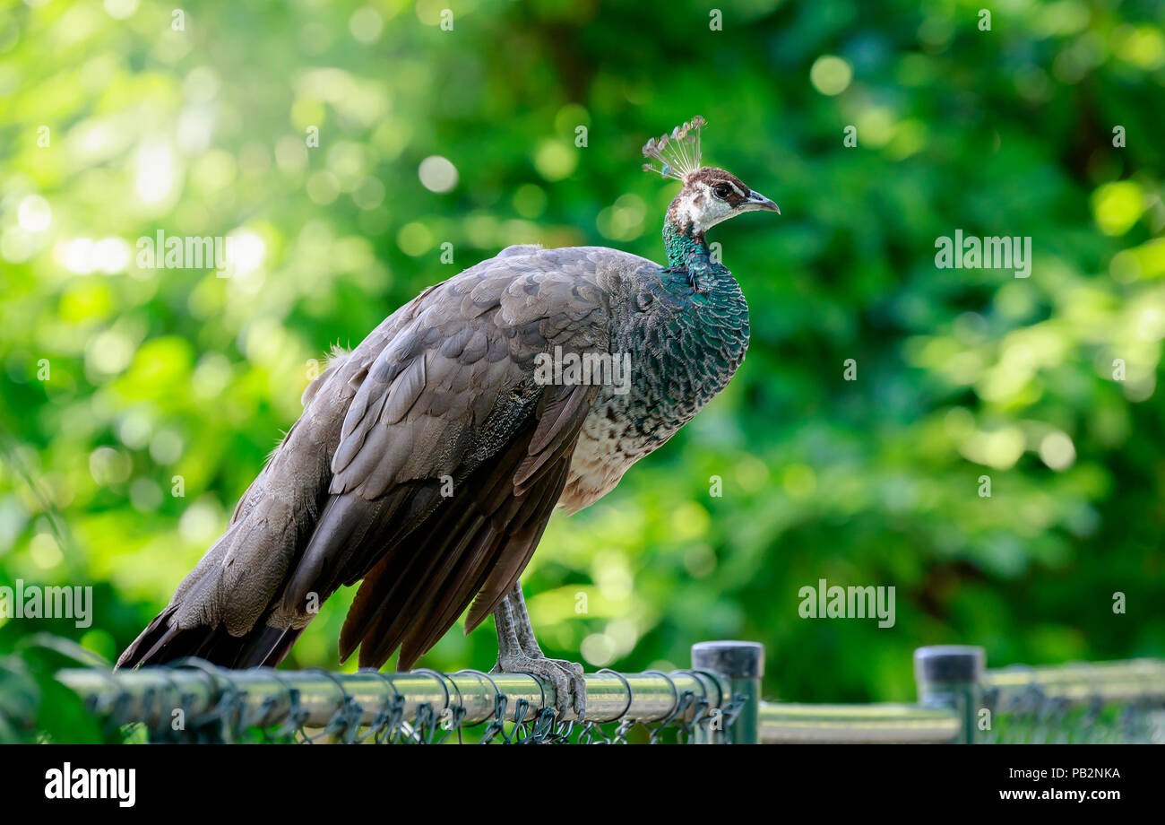 Closeup of a beautiful female, Indian peafowl or blue peafowl Pavo cristatus peahen bird ...