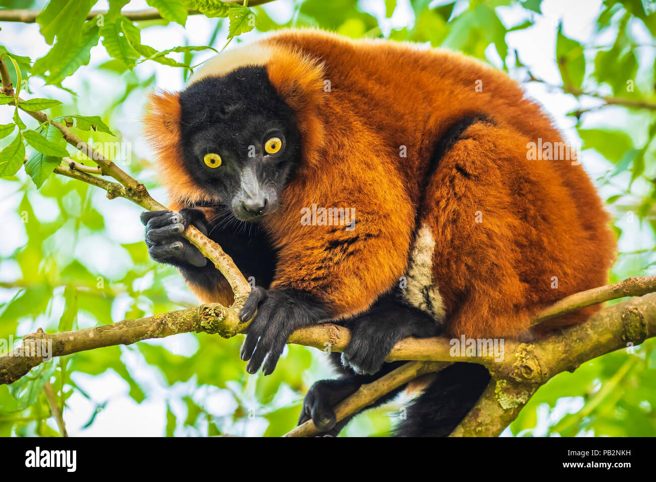 Red Ruffed Lemur In Tree