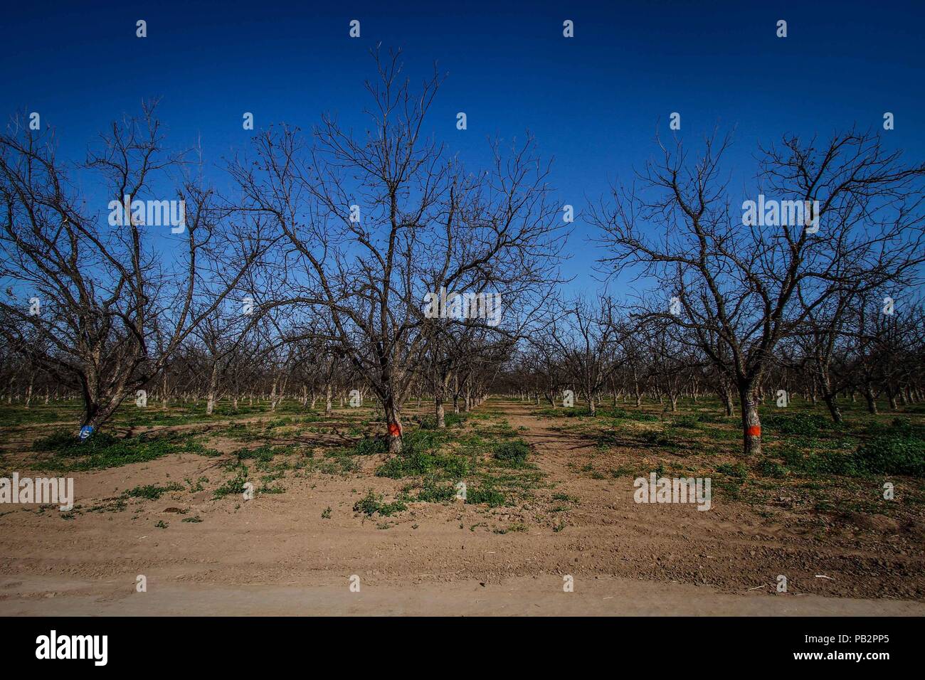 árbol de nogal hi-res stock photography and images - Alamy