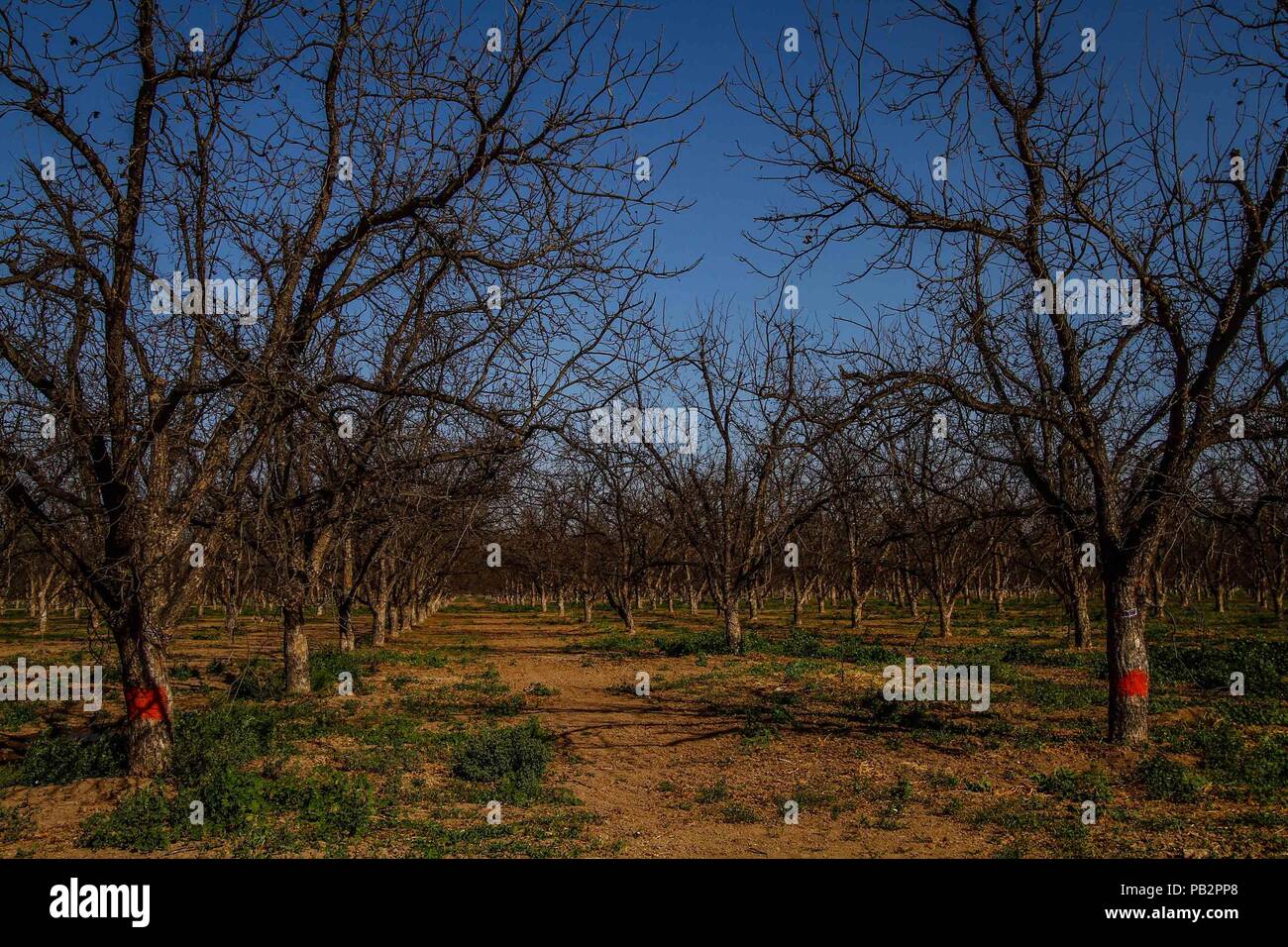 Walnut trees. Walnut tree. Field of walnut trees.cultivation field on ...