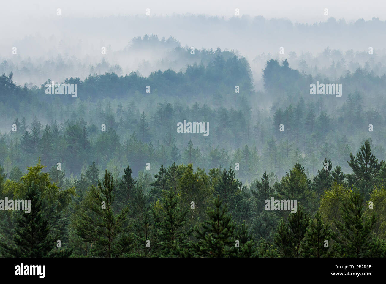 Fog over the forest Stock Photo - Alamy