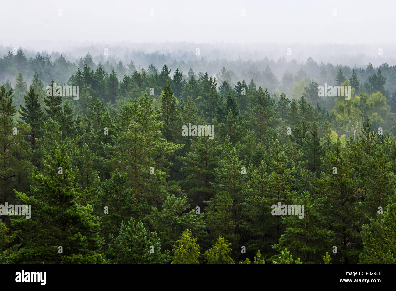 Fog over coniferous forest hi-res stock photography and images - Alamy