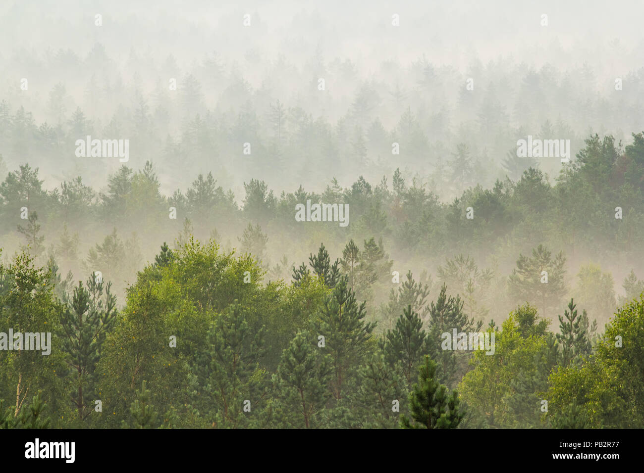 Fog over the forest Stock Photo - Alamy
