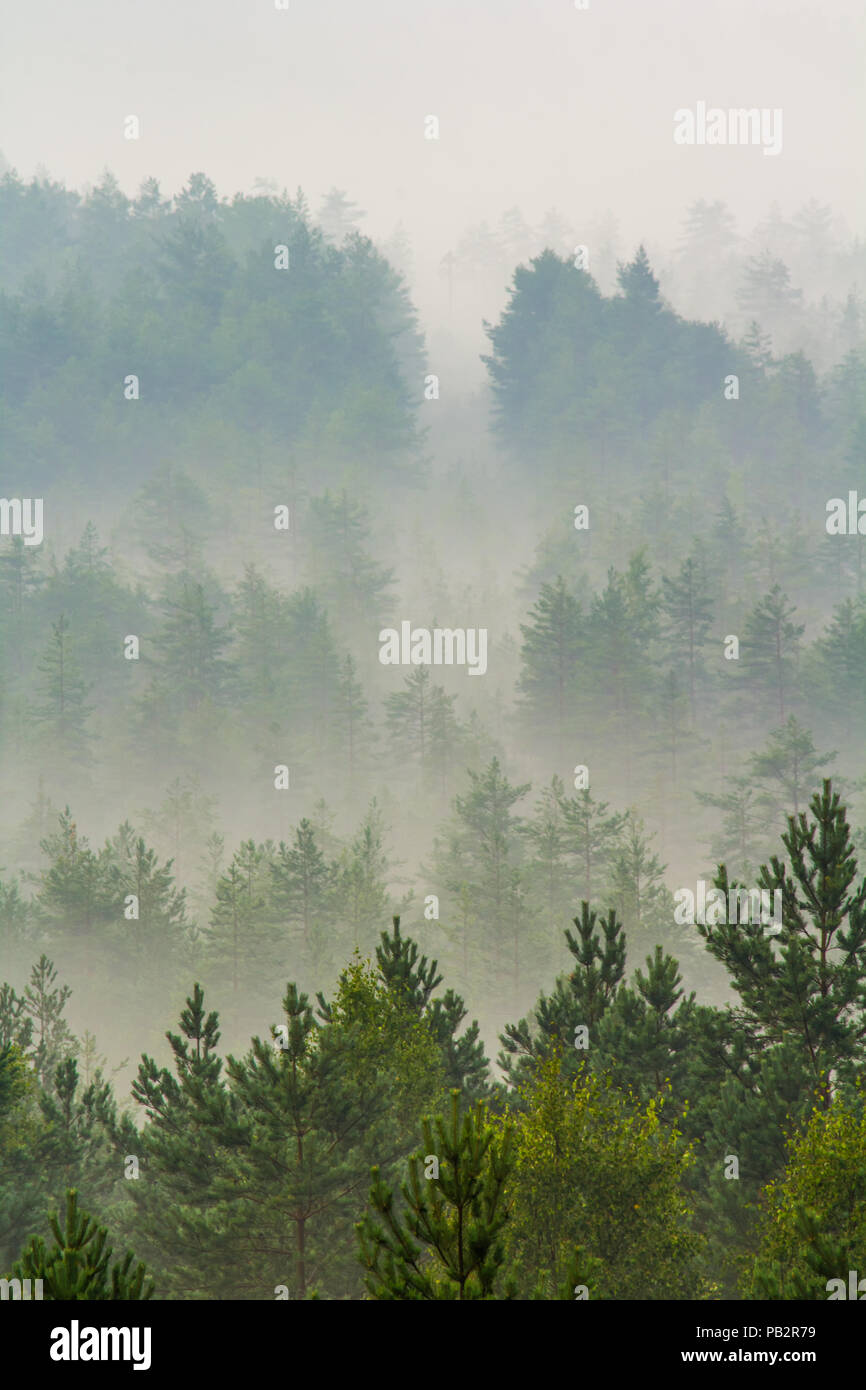 Fog over the forest Stock Photo - Alamy