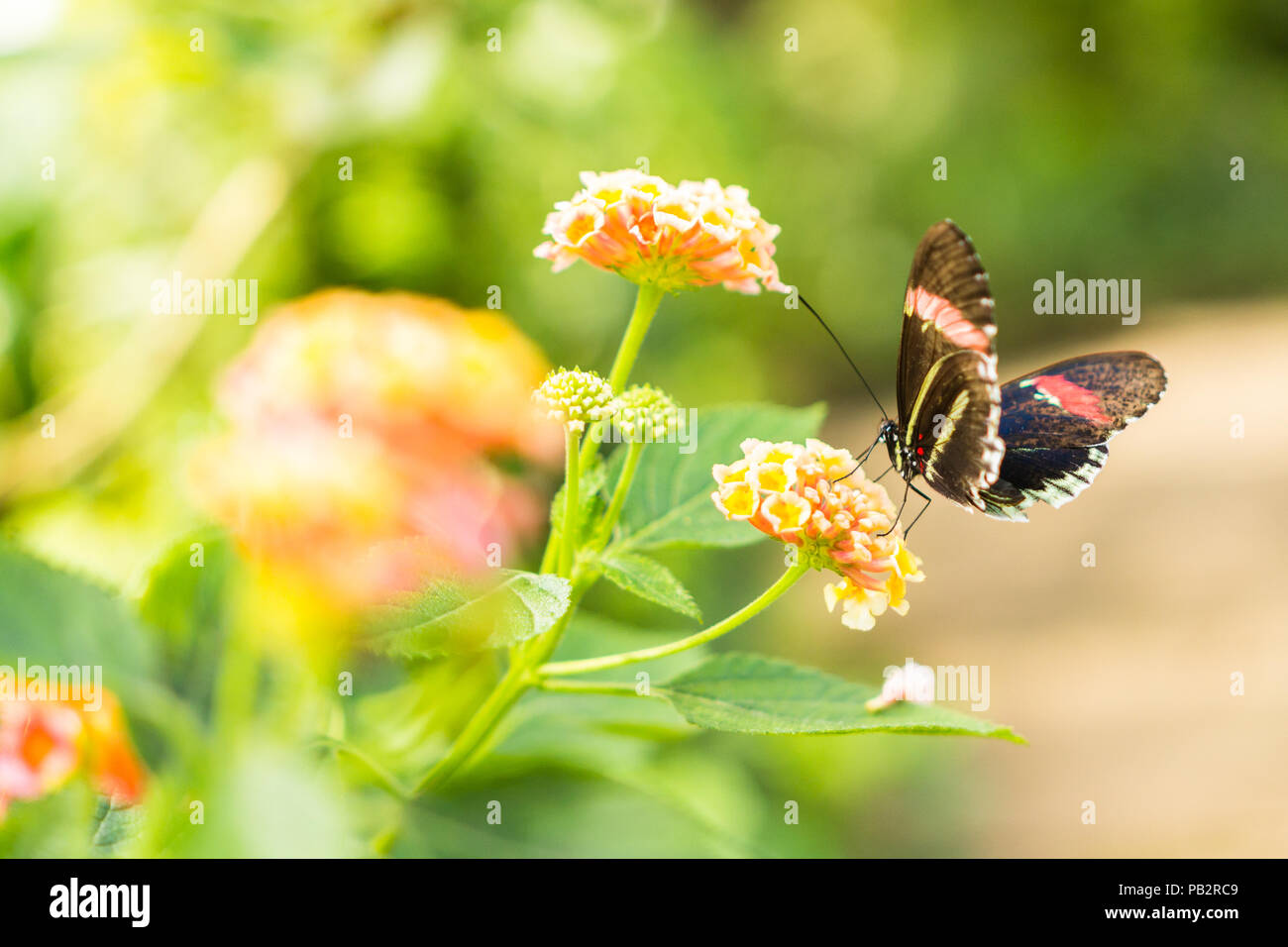 Butterfly On A Flower Stock Photo - Alamy