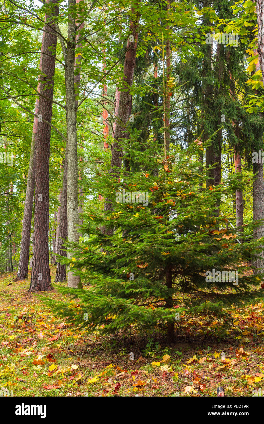 Pine tree woodland hi-res stock photography and images - Alamy