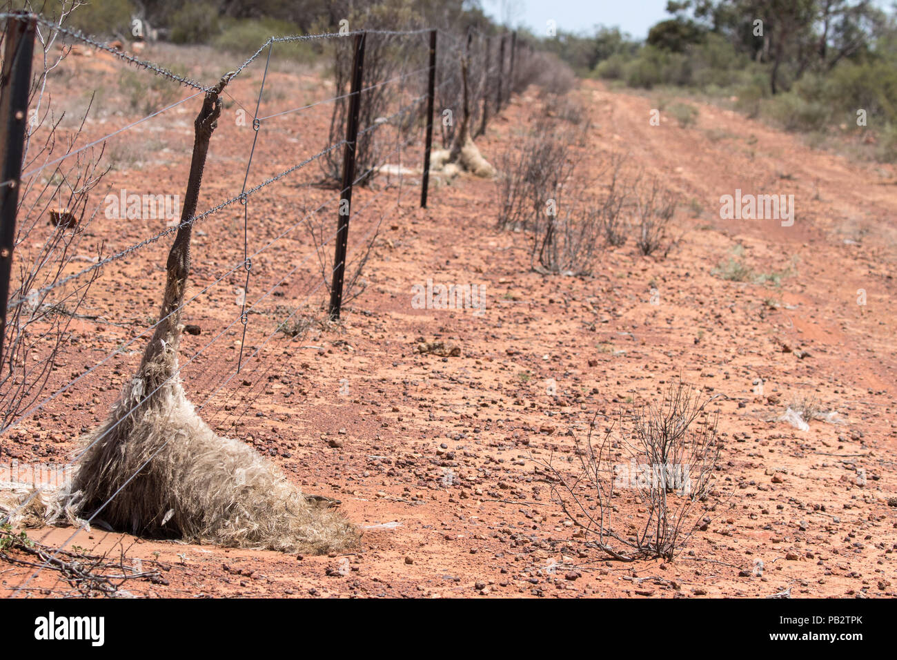 Dead emu hi-res stock photography and images - Alamy