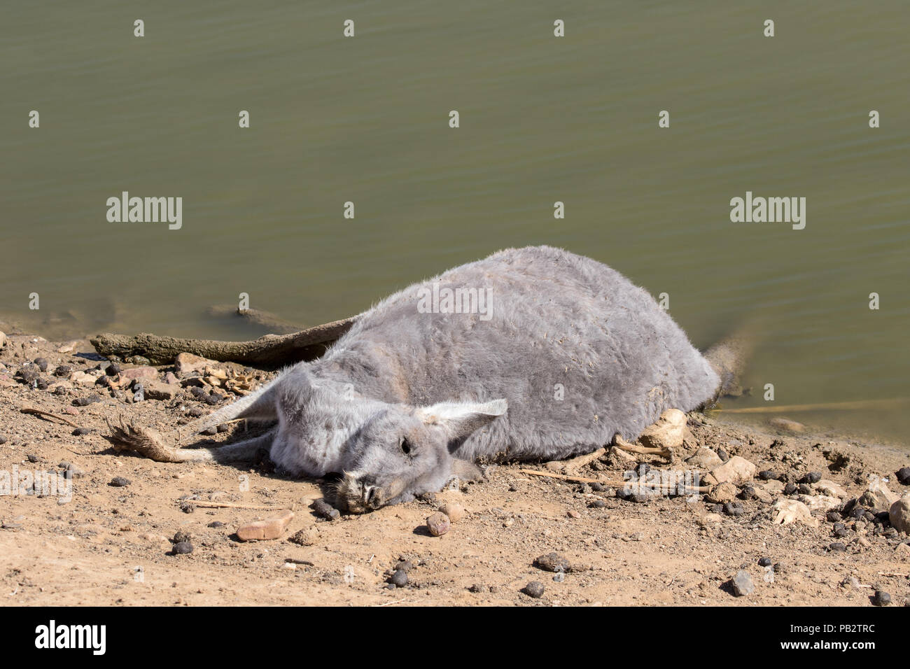 Dying animals drought hi-res stock photography and images - Alamy