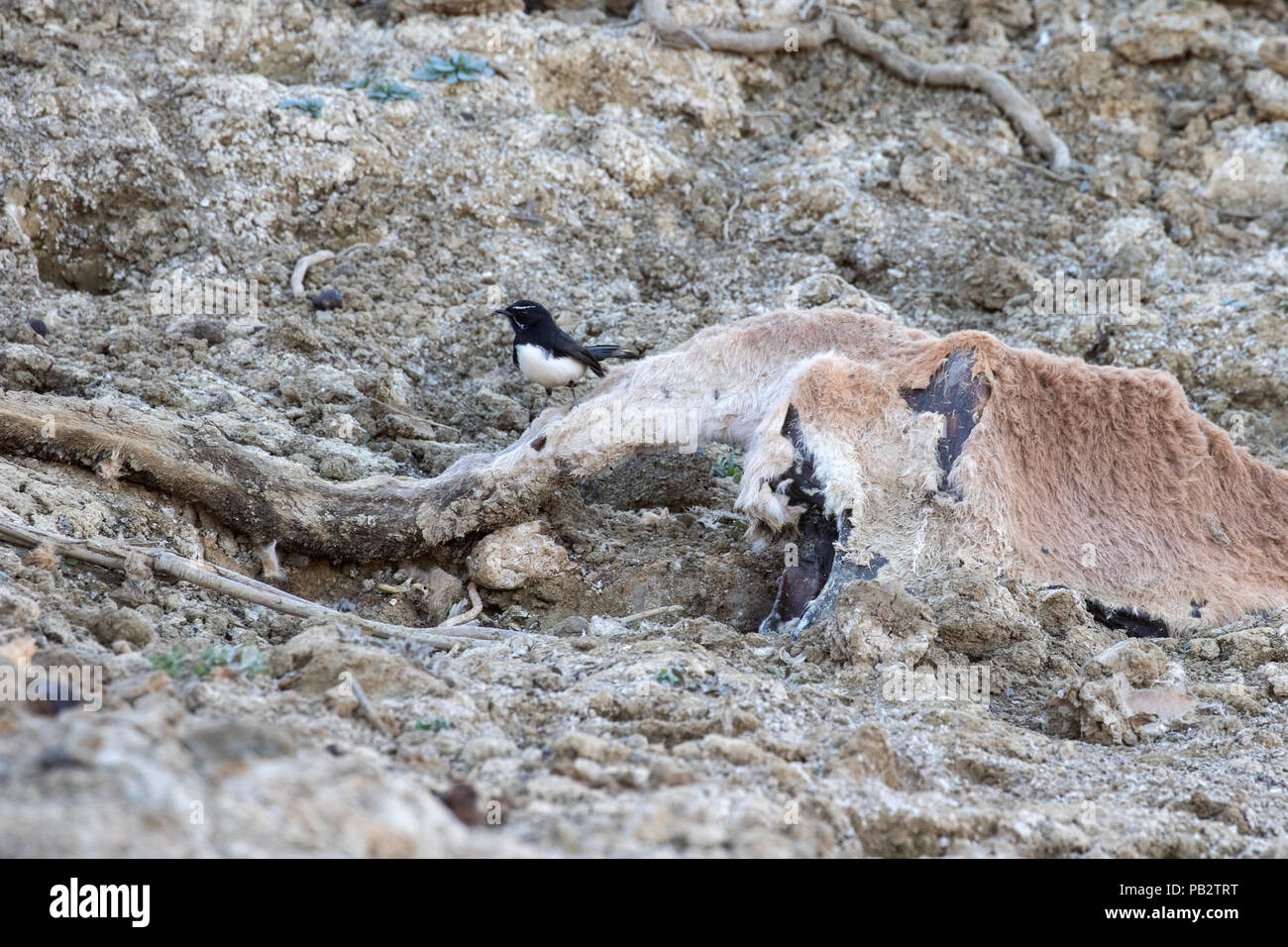 Dying animals drought hi-res stock photography and images - Alamy