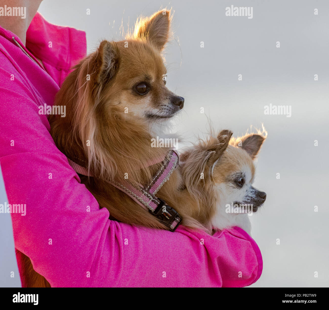 Person holding dogs Stock Photo - Alamy