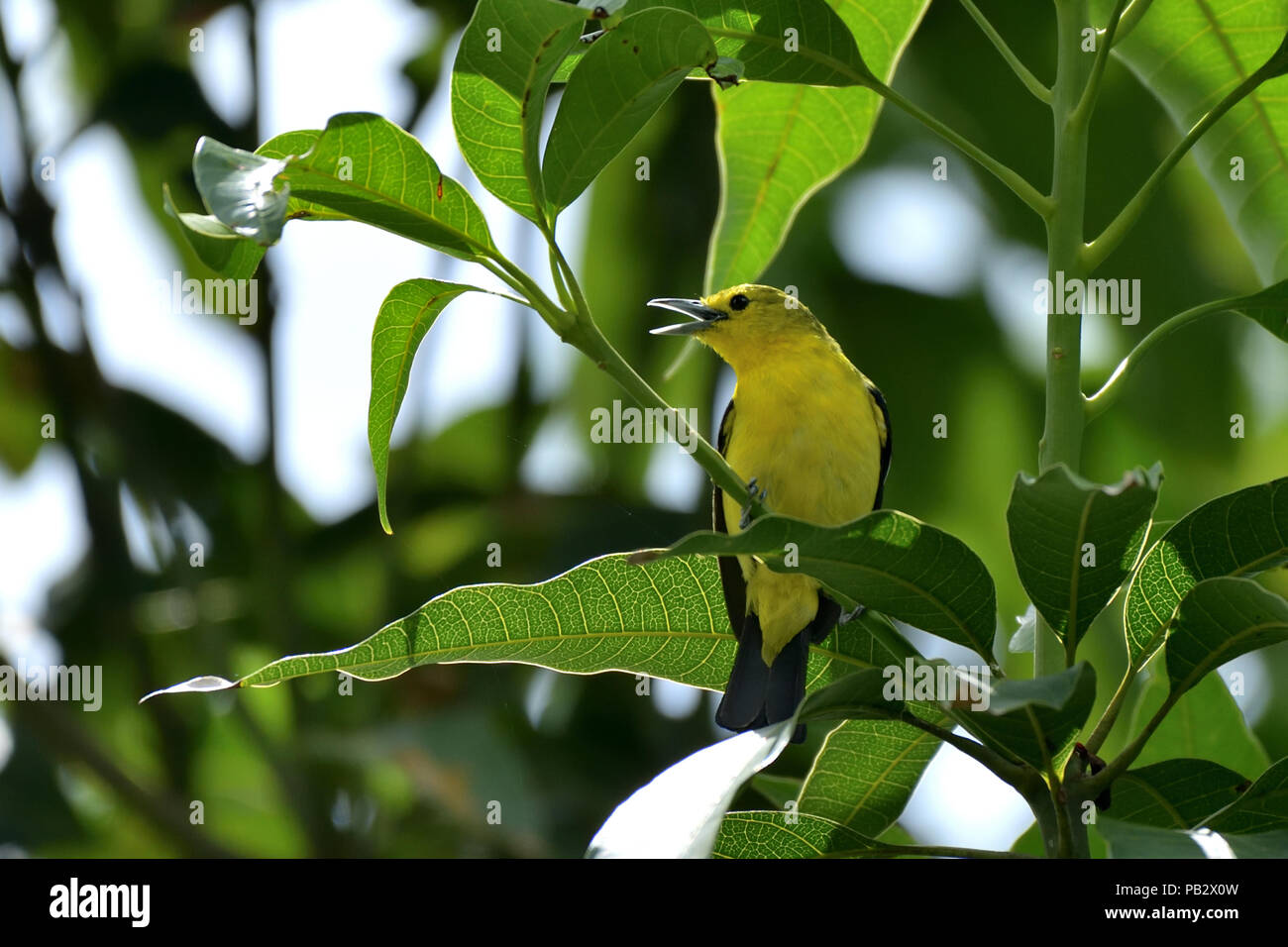 Bird on mango tree hi-res stock photography and images - Alamy