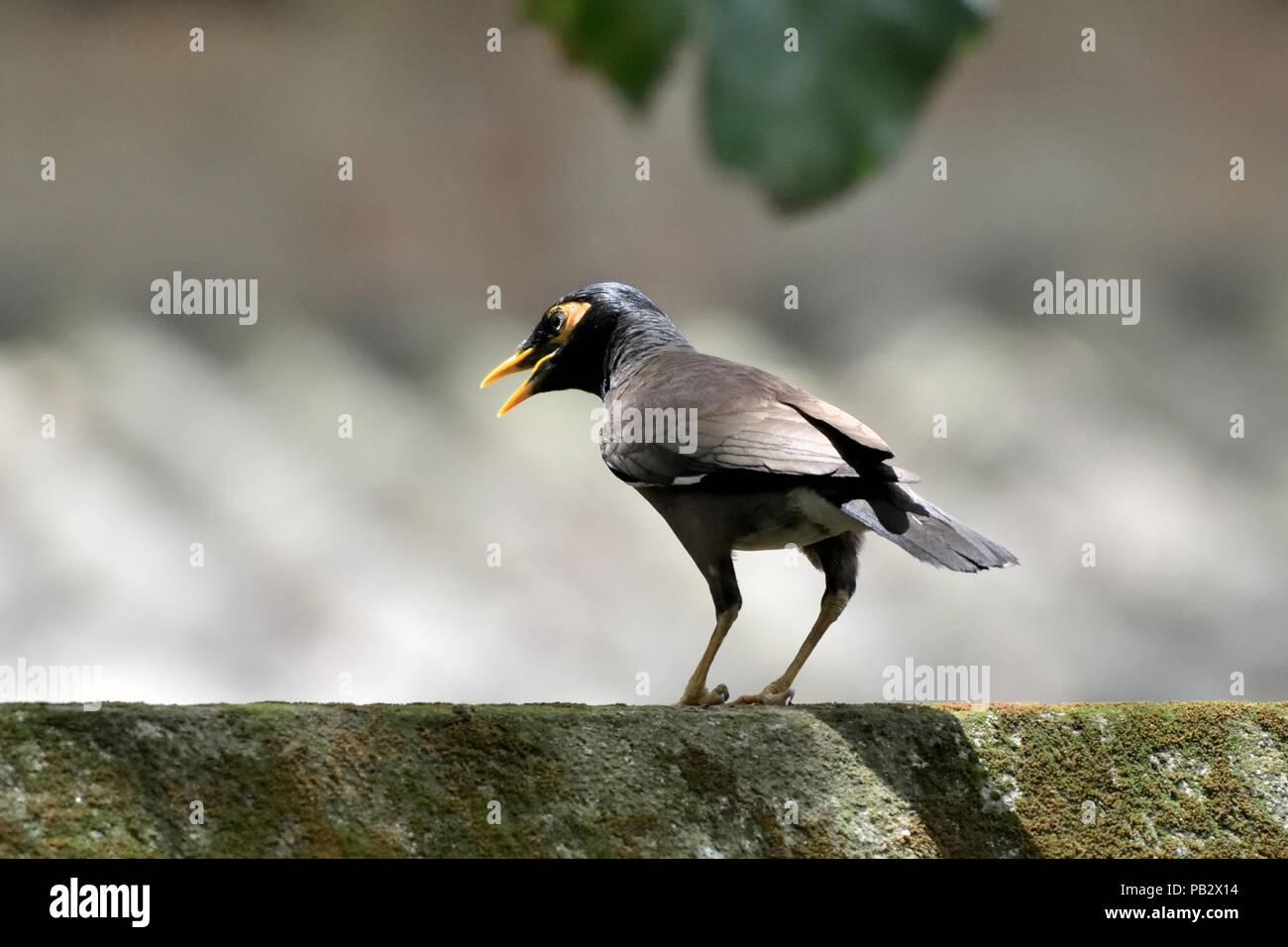 Common Myna Hopping over the Wall Stock Photo - Alamy