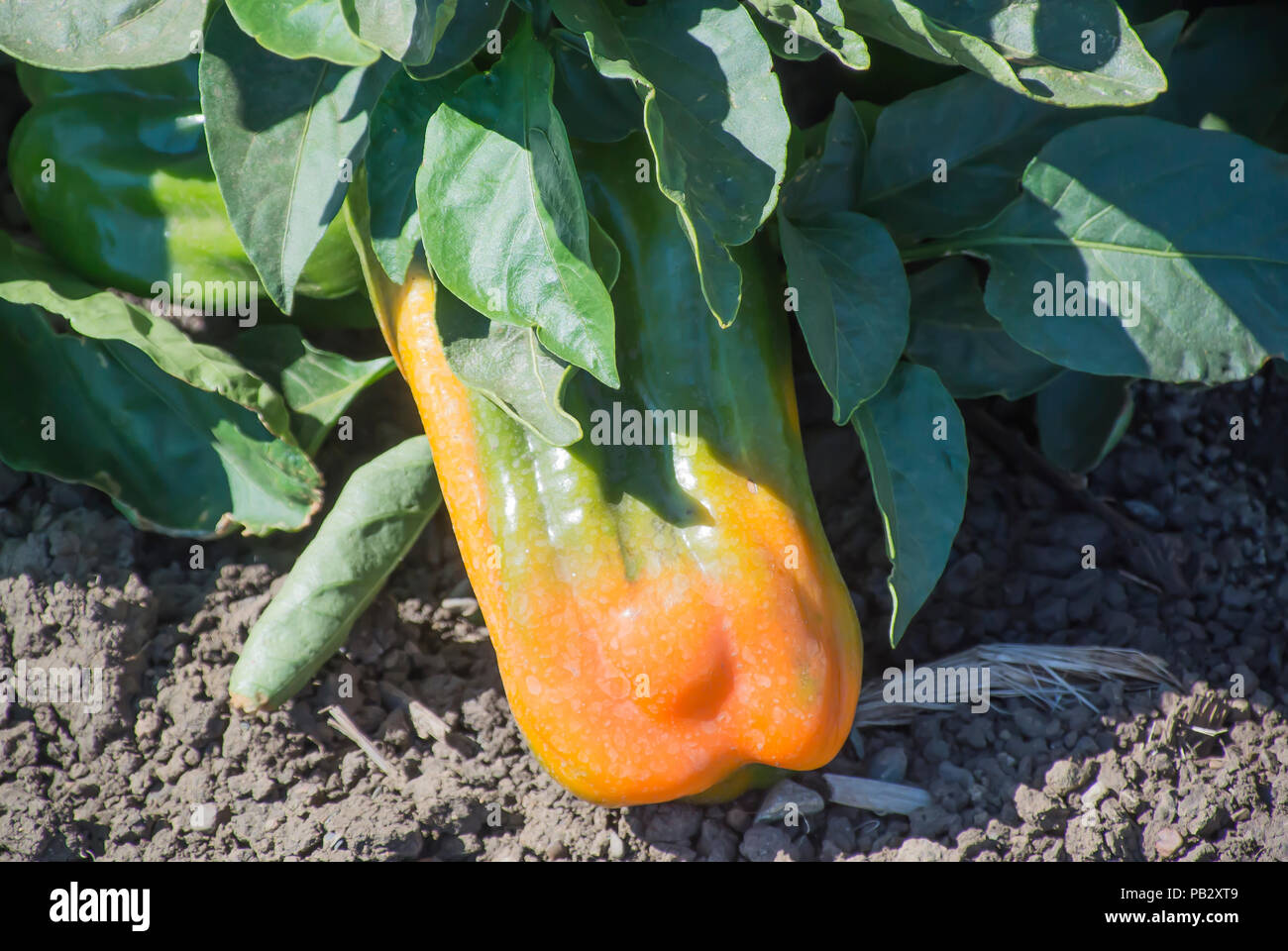 Bell pepper farming hi-res stock photography and images - Alamy