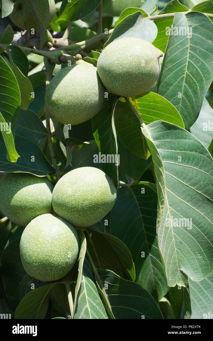 Orchard agriculture grow nut nuts hi-res stock photography and images ...