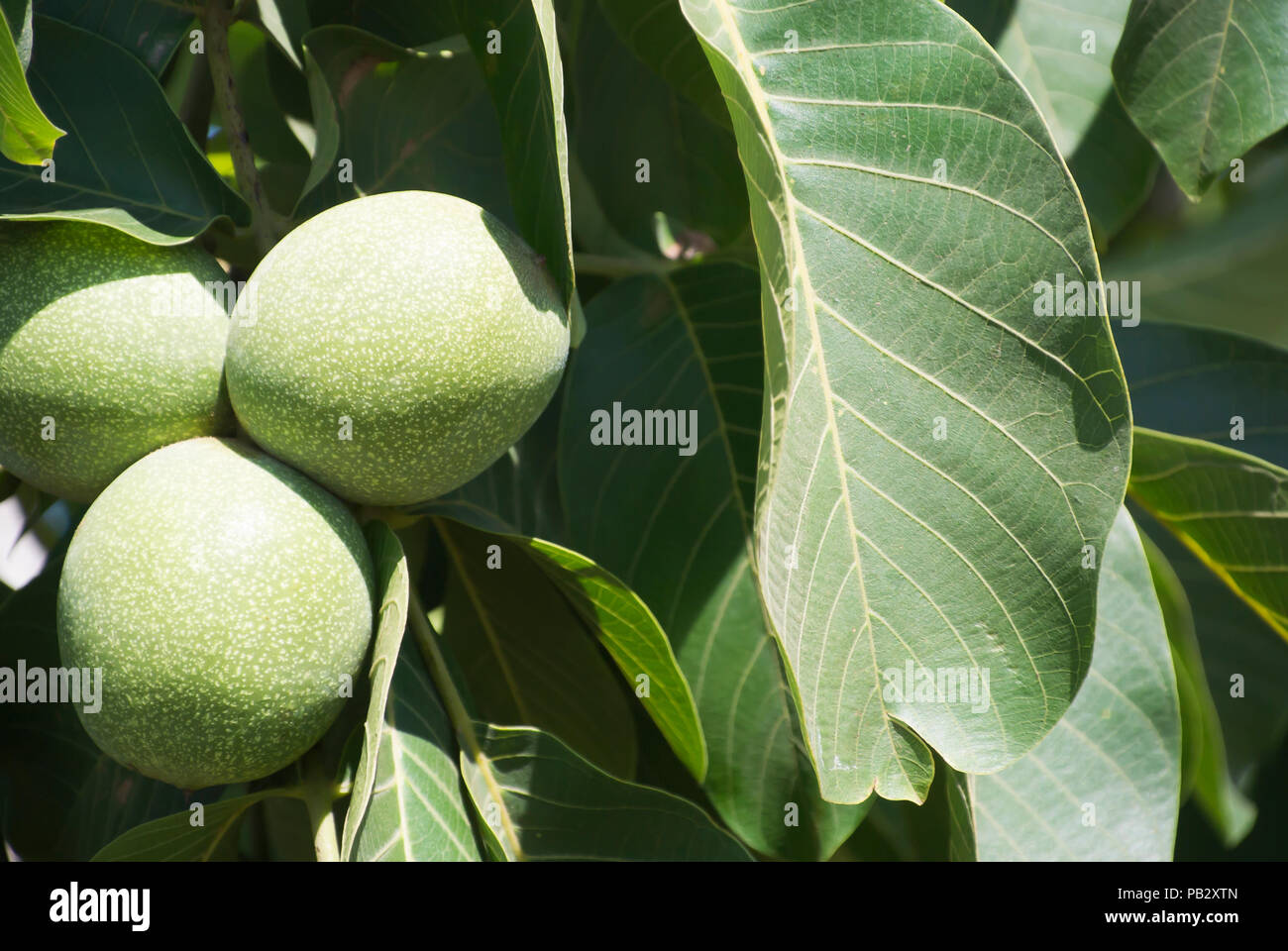 Walnuts Growing on Tree Stock Photo - Alamy