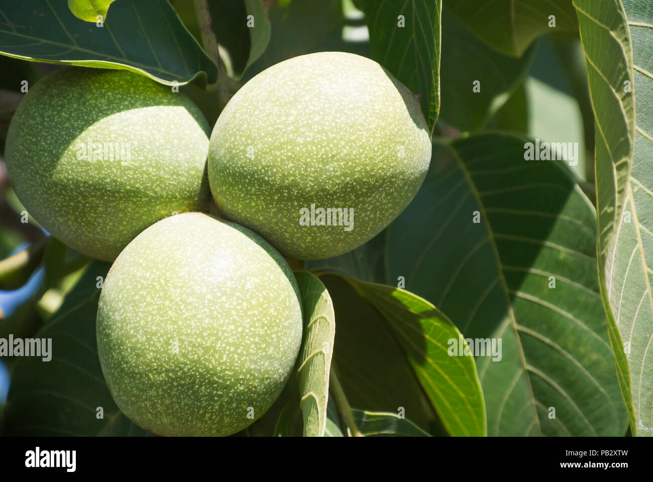 Orchard agriculture grow nut nuts hi-res stock photography and images ...